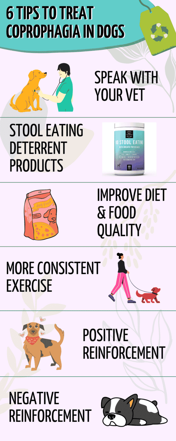 Coprophagia In Dogs | Best 6 Tips On How To Prevent & Treat It ...