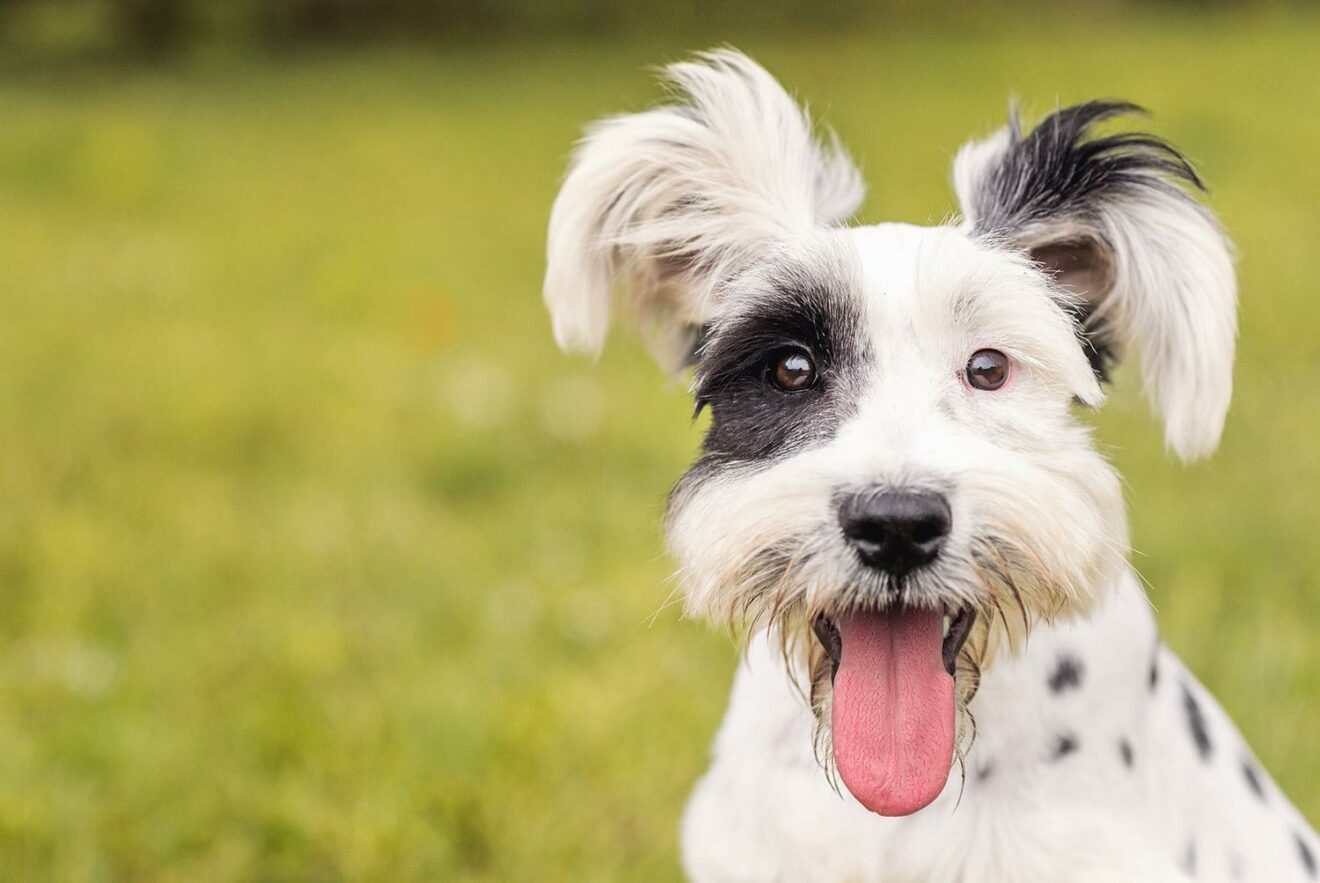 Coprophagia In Dogs | Best 6 Tips On How To Prevent & Treat It ...