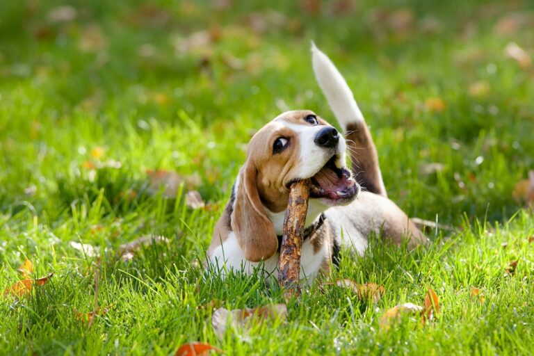 Coprophagia In Dogs | Best 6 Tips On How To Prevent & Treat It ...