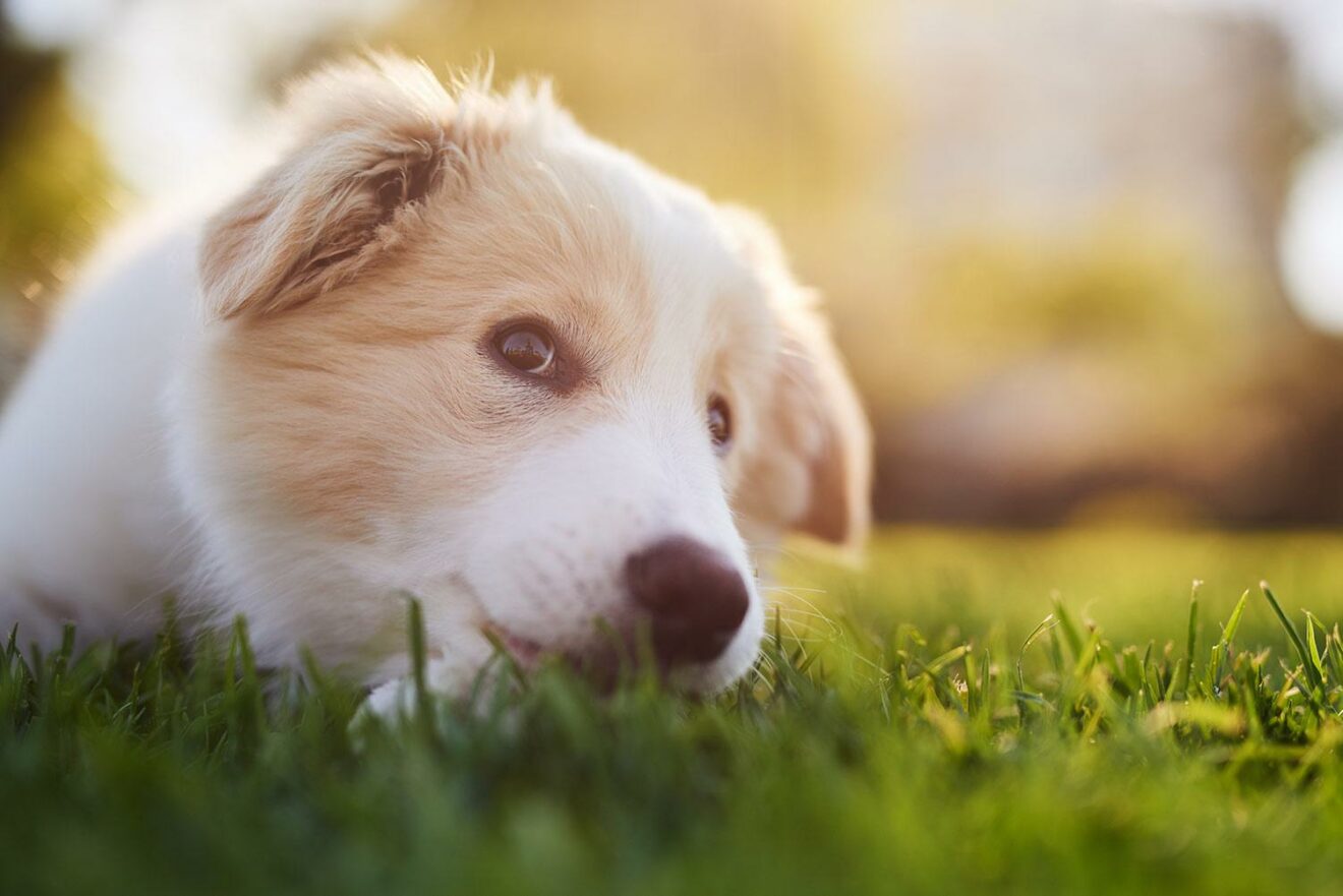 Coprophagia In Dogs | Best 6 Tips On How To Prevent & Treat It ...