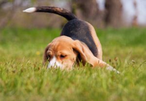 Coprophagia In Dogs | Best 6 Tips On How To Prevent & Treat It ...